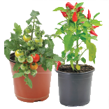 Marc's | Marc's Store & Pharmacy Fresh Savings Deals